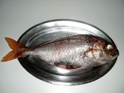 Pezzogna all'acqua pazza: le Vostre ricette | Cookaround