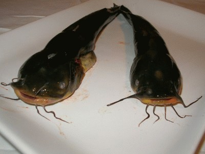 Pesce gatto in umido: le Vostre ricette | Cookaround